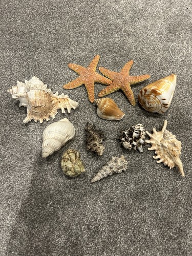 Large Sea Shells Bundle Collection Vintage Job Lot | eBay UK