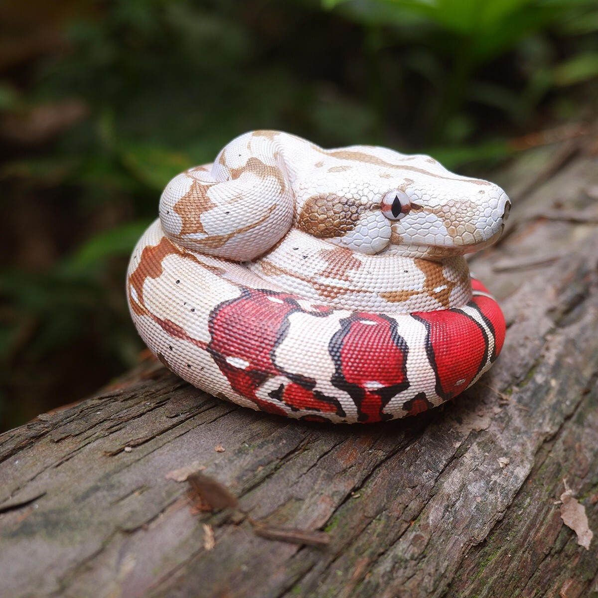Red Tailed Snake