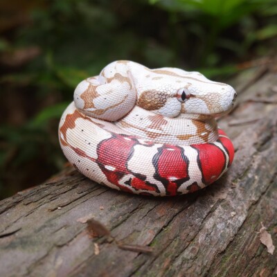 Animal Heavenly Body Red-tailed Boa constrictor Snake Statue | eBay UK