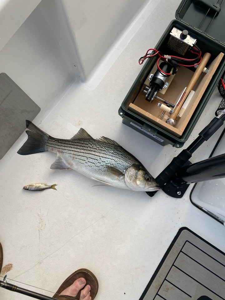 Striped Bass, Striper, Hybrid and Whitebass Fish Thumper Attractor With ...