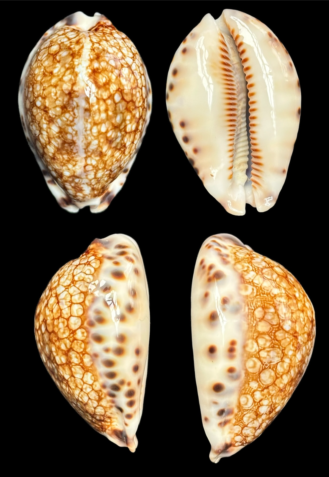 Cypraea histrio Gmelin, 1791 - 55.2mm | eBay