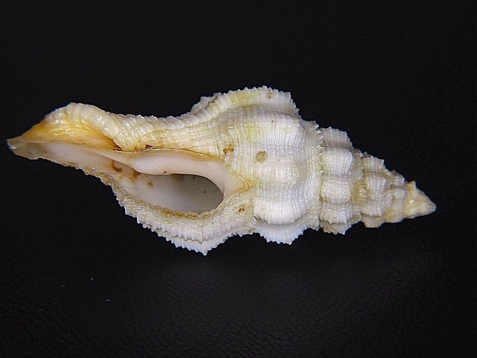 LATIRUS CONSTRICTUS: CURRENTLY THE ONLY ONE ON EBAY @ 43.73MM! | eBay
