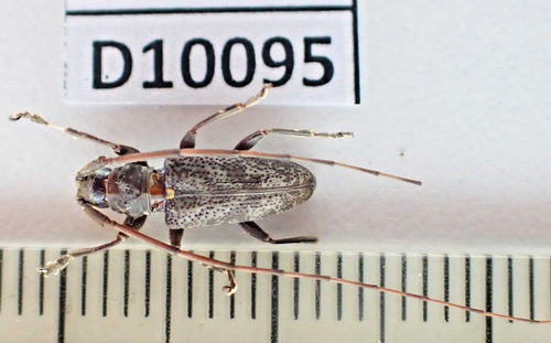 D10095. Insects, Cerambycidae sp. Vietnam, Lam Dong. A2 | eBay