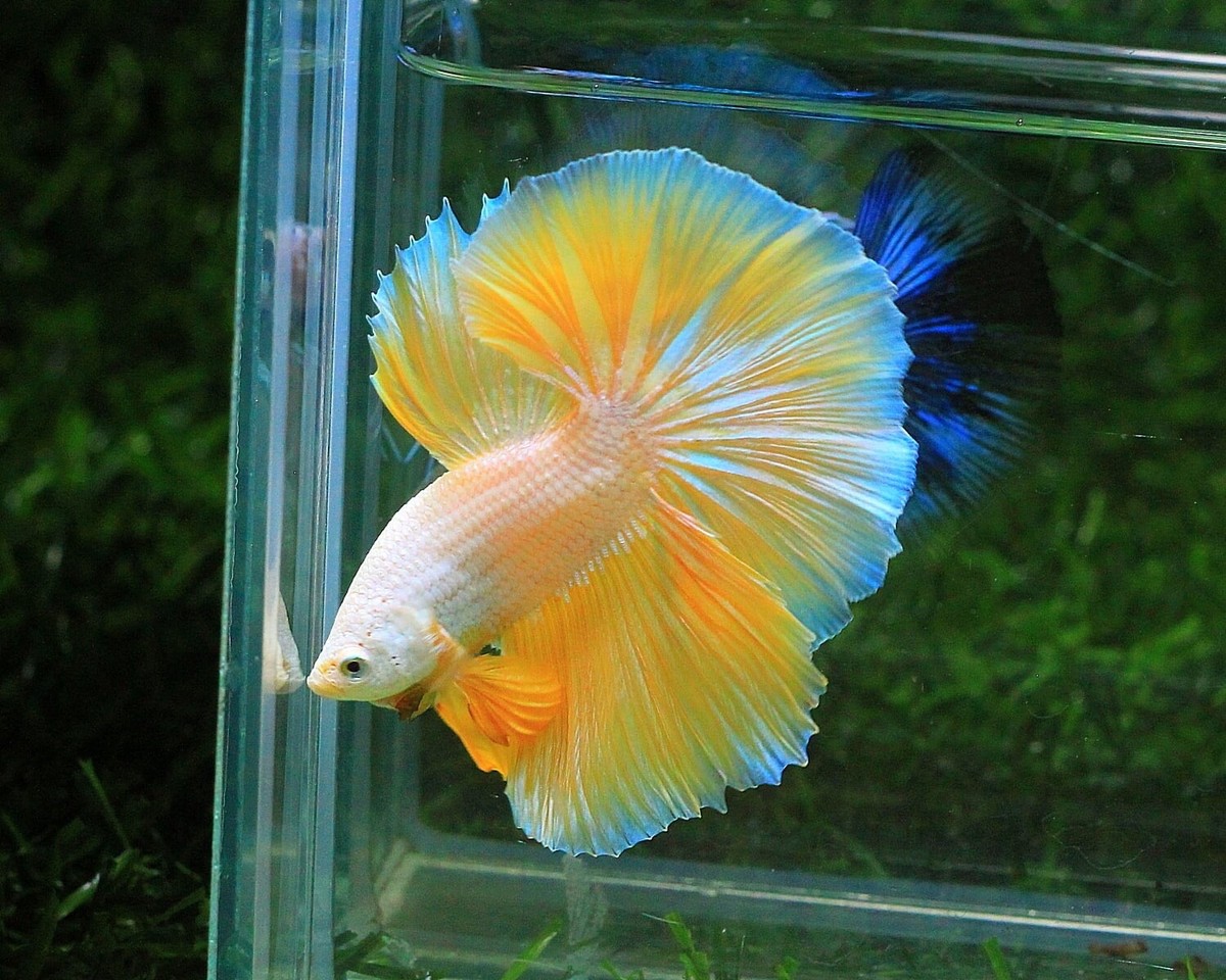 Yellow Dragon Betta Gold Dragon Halfmoon Plakat Betta Fish