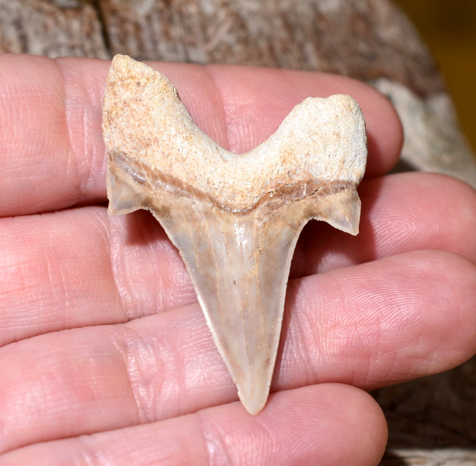🦈Authentic Fossilized Prehistoric Shark Tooth Morocco Africa 50 Million ...