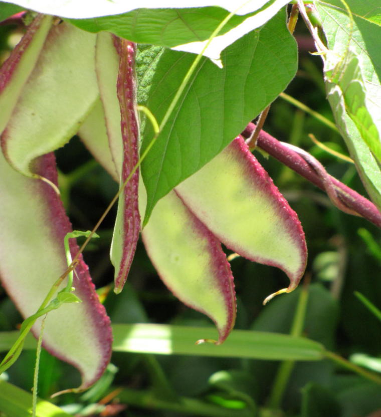 5g/10pcs Hyacinth Bean Seeds, Lablab Beans Seeds,Indian Broad Beans ...