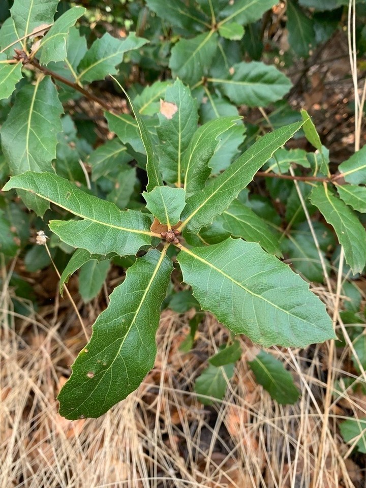 Oracle oak tree, Quercus, Oak, Garden, Bonsai med | eBay UK
