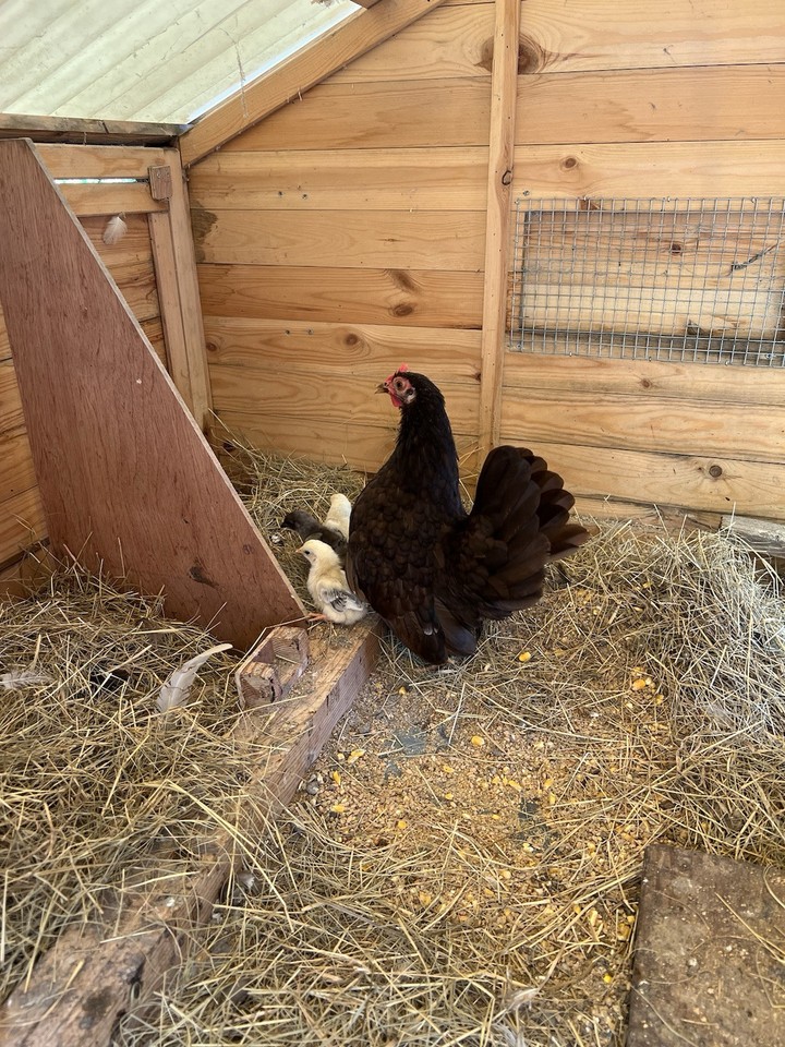 12+ Fertile Show Quality Malaysian Serama Chicken Hatching Eggs | eBay