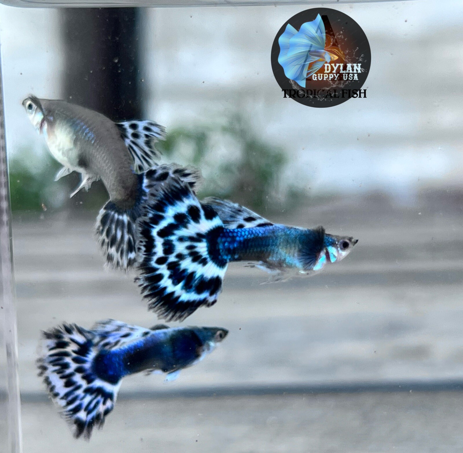 5 Pairs- Platinum Ivory Mosaic HAlfmoon-Live Guppy Fish High Quality ...
