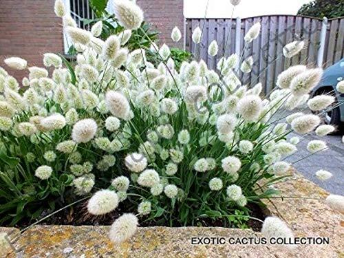 Lagurus Ovatus Bunny Tails Hare's Tail Grass Rare Exotic Flowering Seed jocad (1 | eBay