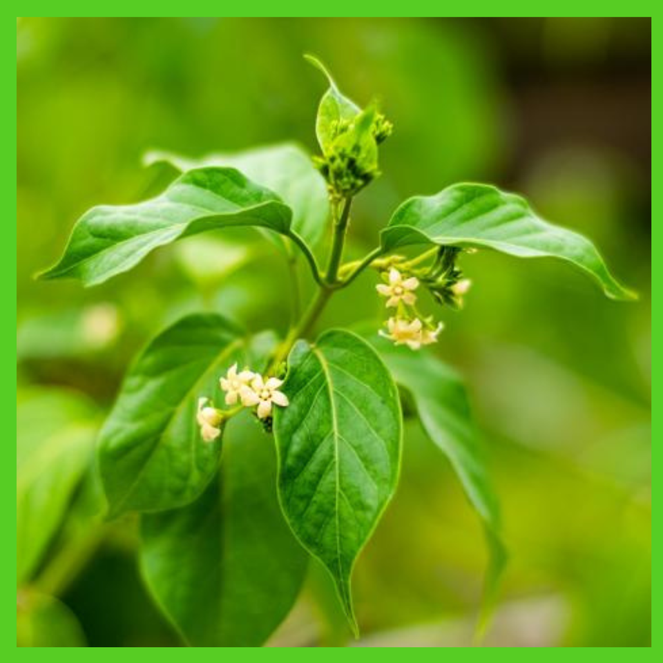 Organic Gurmar Gymnema Sylvestre Blood Sugar Control Weight Loss Herbal ...