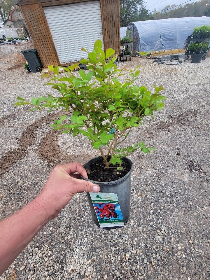 Victor ( Dwarf ) Red Crape Myrtle - Live Plant - ( 2.5 QT ) | eBay