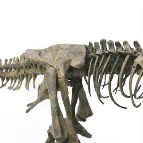 Tyrannosaurus Rex Assemble Skeleton Large Dinosaur Fossil Skull Animal ...