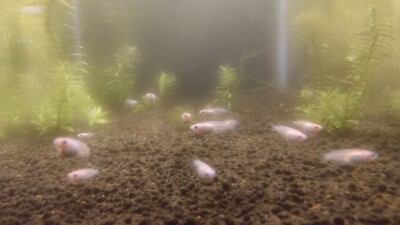 7 Pearl Galaxy Japanese Medaka Rice Fish - Homebred - Easy & Hardy | eBay