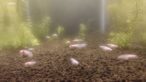 7 Pearl Galaxy Japanese Medaka Rice Fish - Homebred - Easy & Hardy | eBay