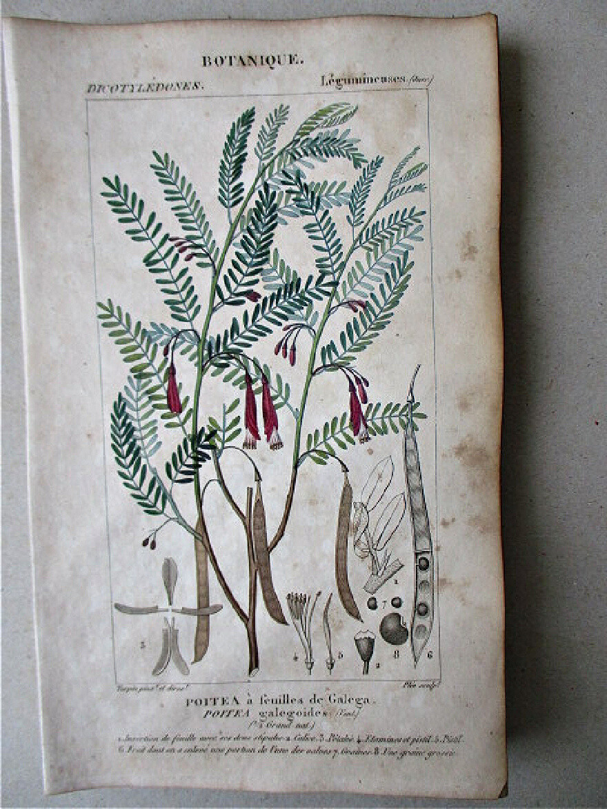 Vintage Print,POITEA.C.1810,Botanical, TURPIN | eBay