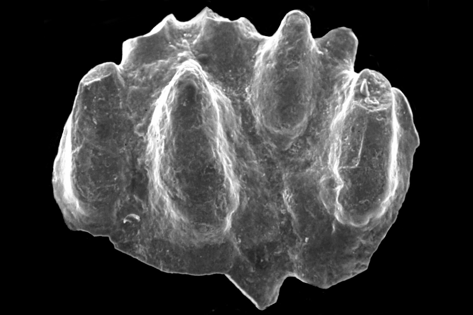 Ordovician Harding Sandstone shark Conodont microfossil microscope Cell ...