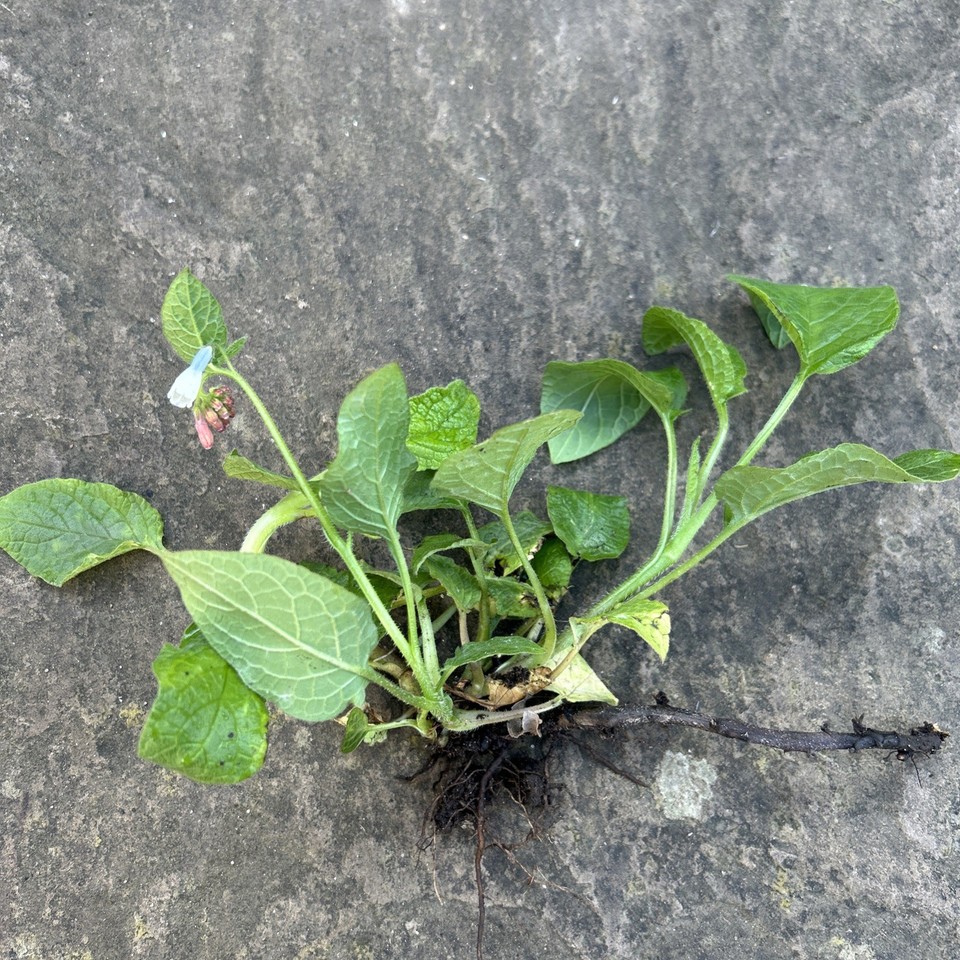 3 x Comfrey Plants Flowering Perennial Bare Root - grow your own ...