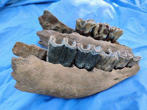 Fossil Rare Jaw Wooly Rhino Jaw ManibleTeeth Ice Age Pleistocene Mammal Extinct | eBay