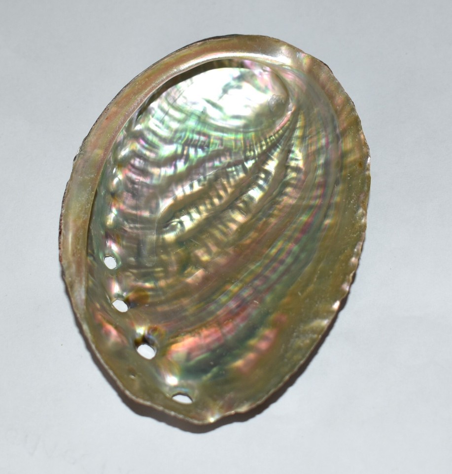 Natural Rainbow Abalone Shell Polished Seashell Fish Tank Aquarium Home ...