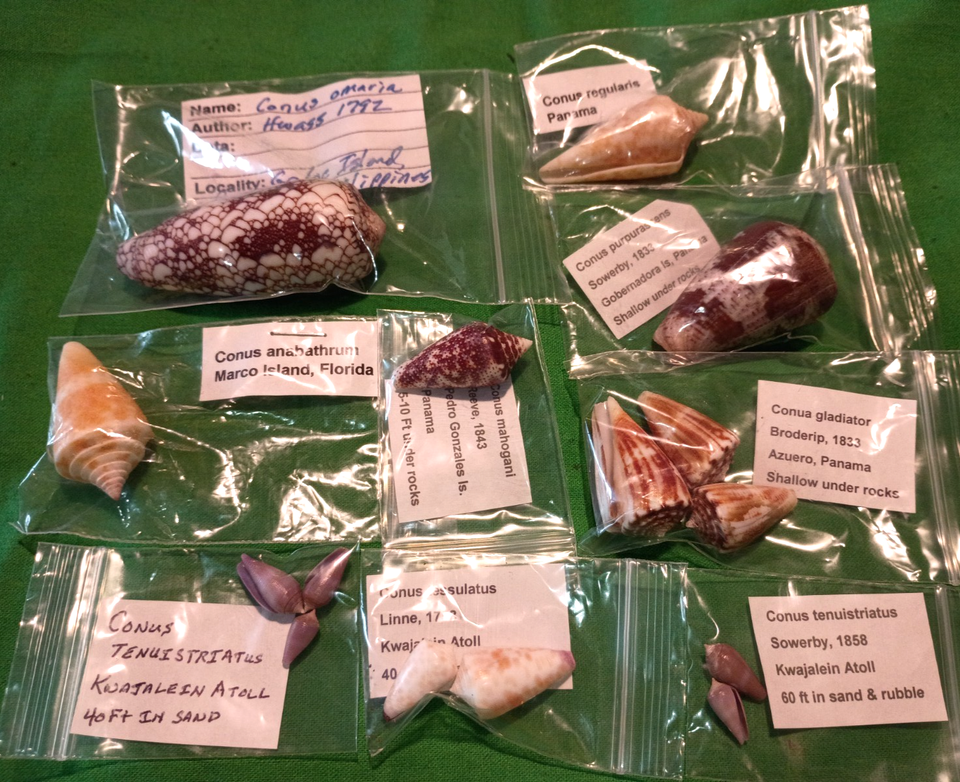 WW Conus Collection [9 lots] #J0178 different locations 12-63mm | eBay