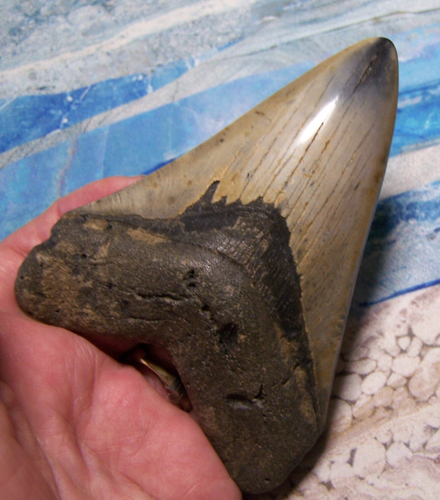MEGALODON SHARK TOOTH 4 3/4" SHARK TEETH BIG JAW FOSSIL STUNNING COLOR ...