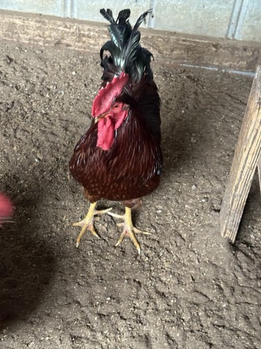 10+ Rhode Island Red Hatching Eggs | eBay