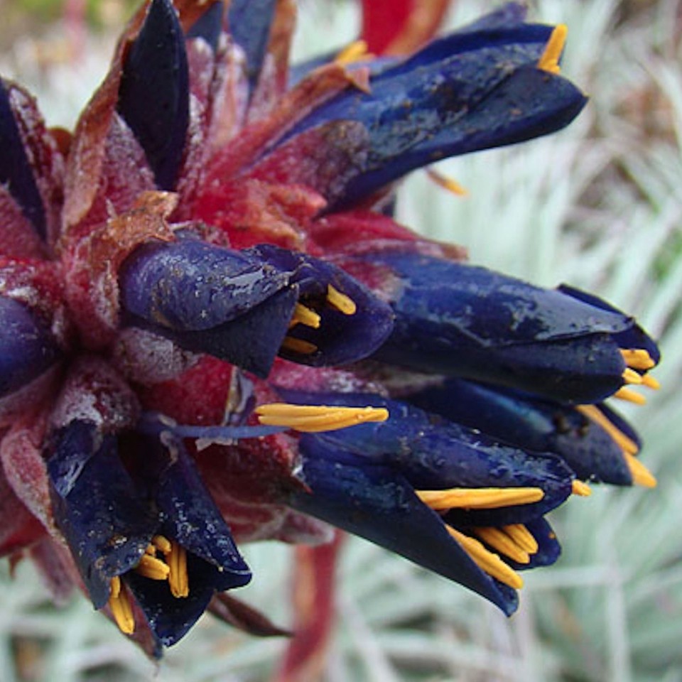 Puya venusta, Chagualillo, Coastal Purple Puya, Bromeliad - 10 to 100 ...