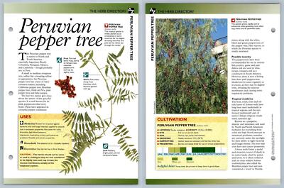 Peruvian Pepper Tree - Directory - Secret World Of Herbs Fact File Card ...