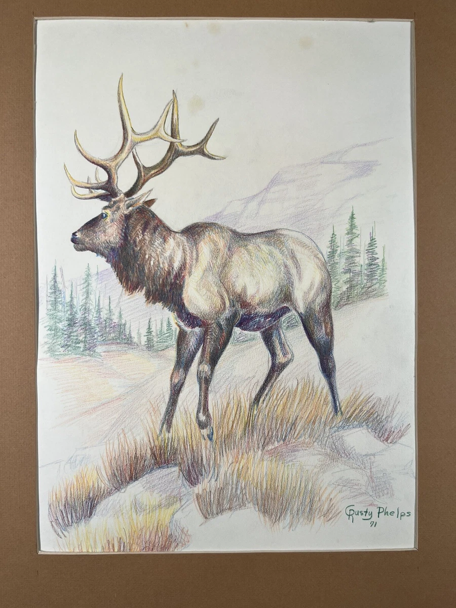 Pencil Drawings Of Elk