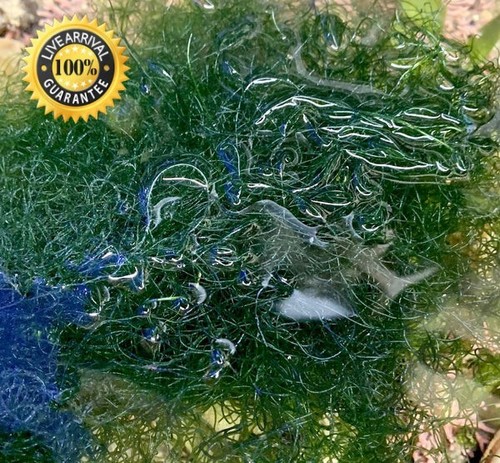 Handfull of Chaetomorpha Macro Algae Chaeto nutrient Export (Best Value ...