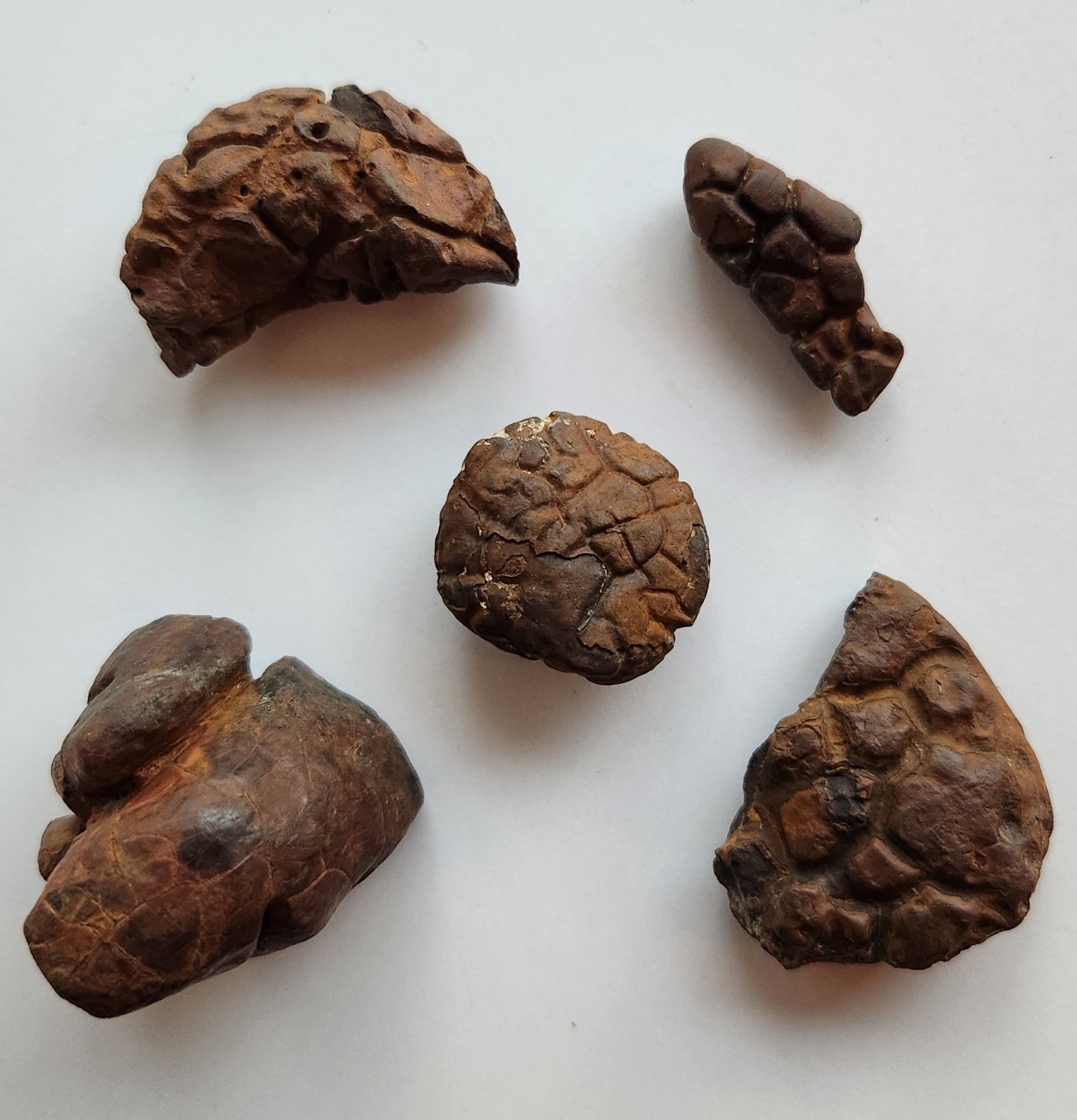 125g Lot Of 5 Septarian Gator Skin Siderite Concretion Polk County ...
