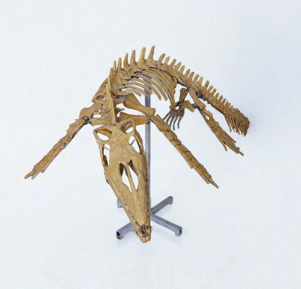 Best Offer Mosasaur Skeleton Fossilized Dinosaur Cretaceous Mosasaurus ...