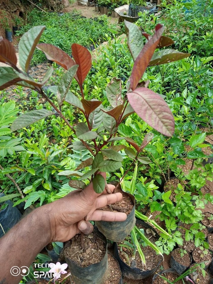 50+RED GUAVA S.E.E.D.S (BEETROOT GUAVA)- RARE FRUIT|GUJAVA|JAPANESE | eBay