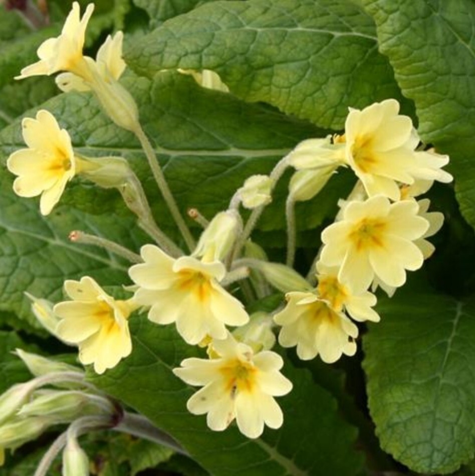 Primula elatior plug plants yellow flowers hardy perennial wild oxslip ...