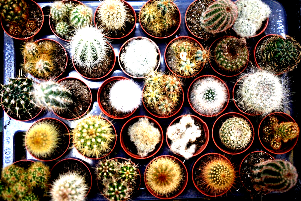 50+ HARDY EXOTIC CACTUS SEEDS MIX | RARE SUCCULENTS NON-GMO EASY INDOOR ...