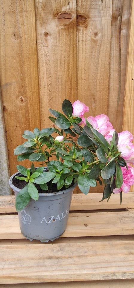Rare Japanese Azalea Marble Pink Live Plant Medium | eBay UK