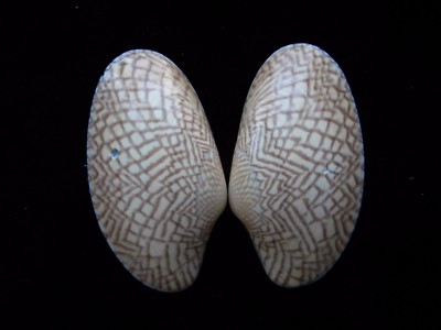 Sea Shells Paphia textile 63mm ID#3715B | eBay UK