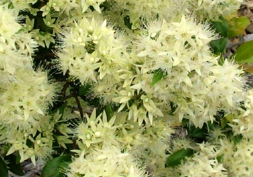 RARE-NATIVE ANISEED MYRTLE PLANT-SYZYGIUM ANISATUM-FRUIT TREE-BUSH ...