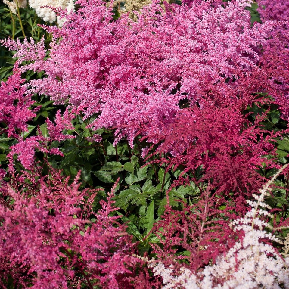 1000 Mix Astilbe Flower Seeds Perennial - Fragran Astilbe Arendsii ...