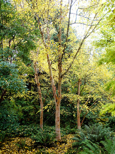 Chinese Red Birch, Betula albo sinensis, Tree Seeds (Fast, Fall Color ...