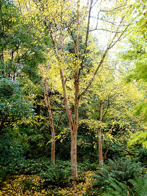 Chinese Red Birch, Betula albo sinensis, Tree Seeds (Fast, Fall Color ...