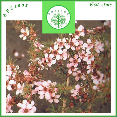 Premium Tea Tree Seeds Leptospermum hybrid 'Pink Cascade ABCeeds | eBay ...