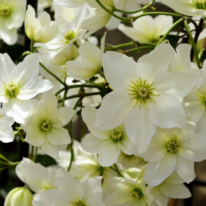Clematis cartmanii Avalanche In 2L Pot, Evergreen Climber Stunning ...
