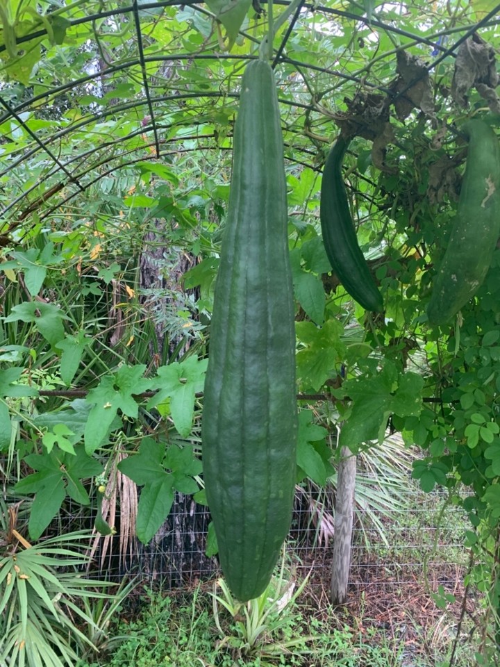 Loofah Luffa Sponge Heirloom seeds 15 + NON GMO gourd USA vegetable ...