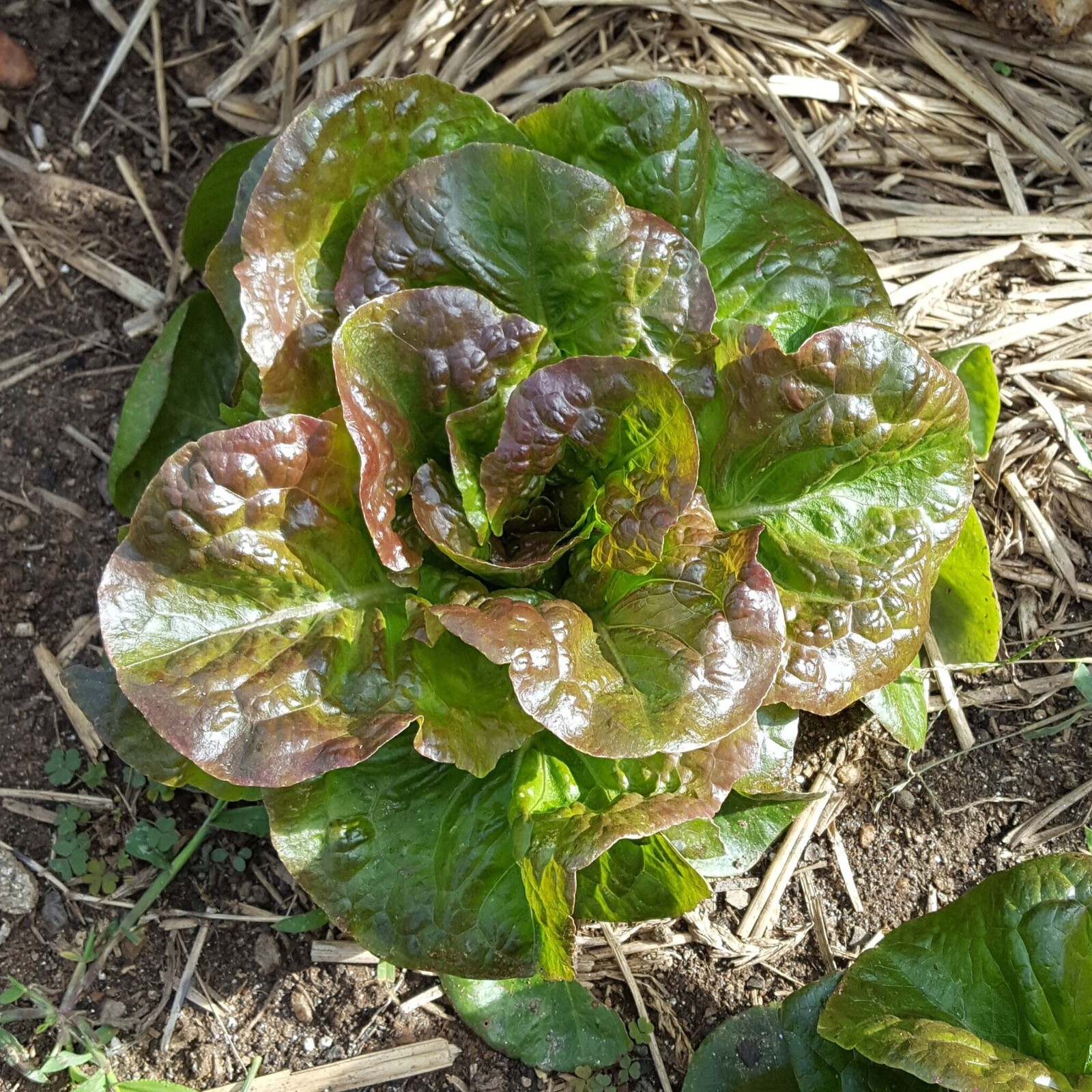 LETTUCE MIGNONETTE BRONZE 200+Seeds Grow Vegetable Garden COOL SEASON ...