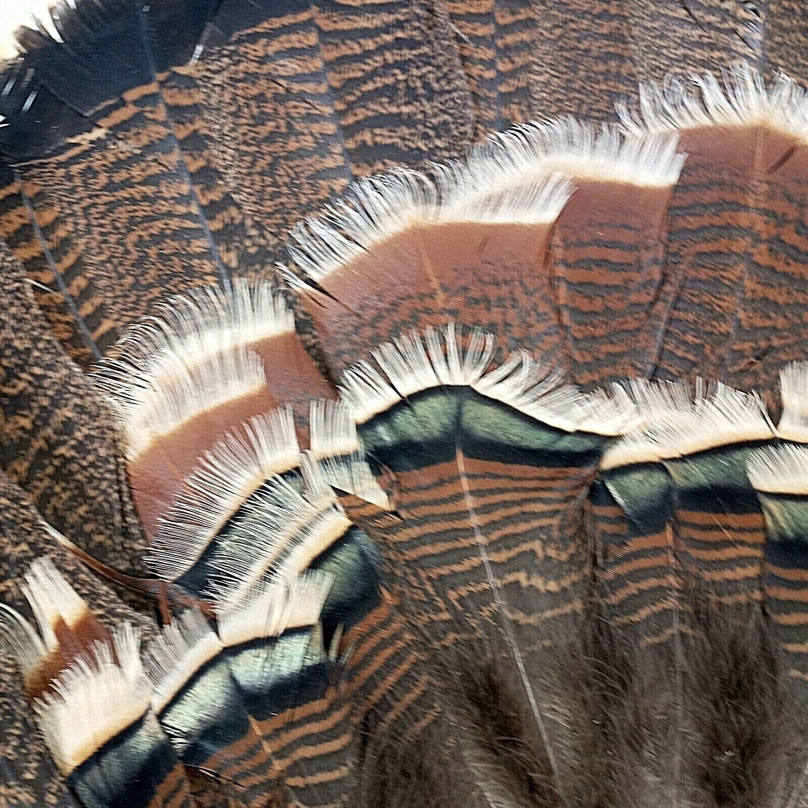 Wild Turkey Fan Feather Tail Beard Wall Hanging Taxidermy Bustle Man ...