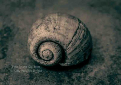 KELLY WILLIAM WRIGHT Still Life Apple Snail Shell Original Zen Photo ...