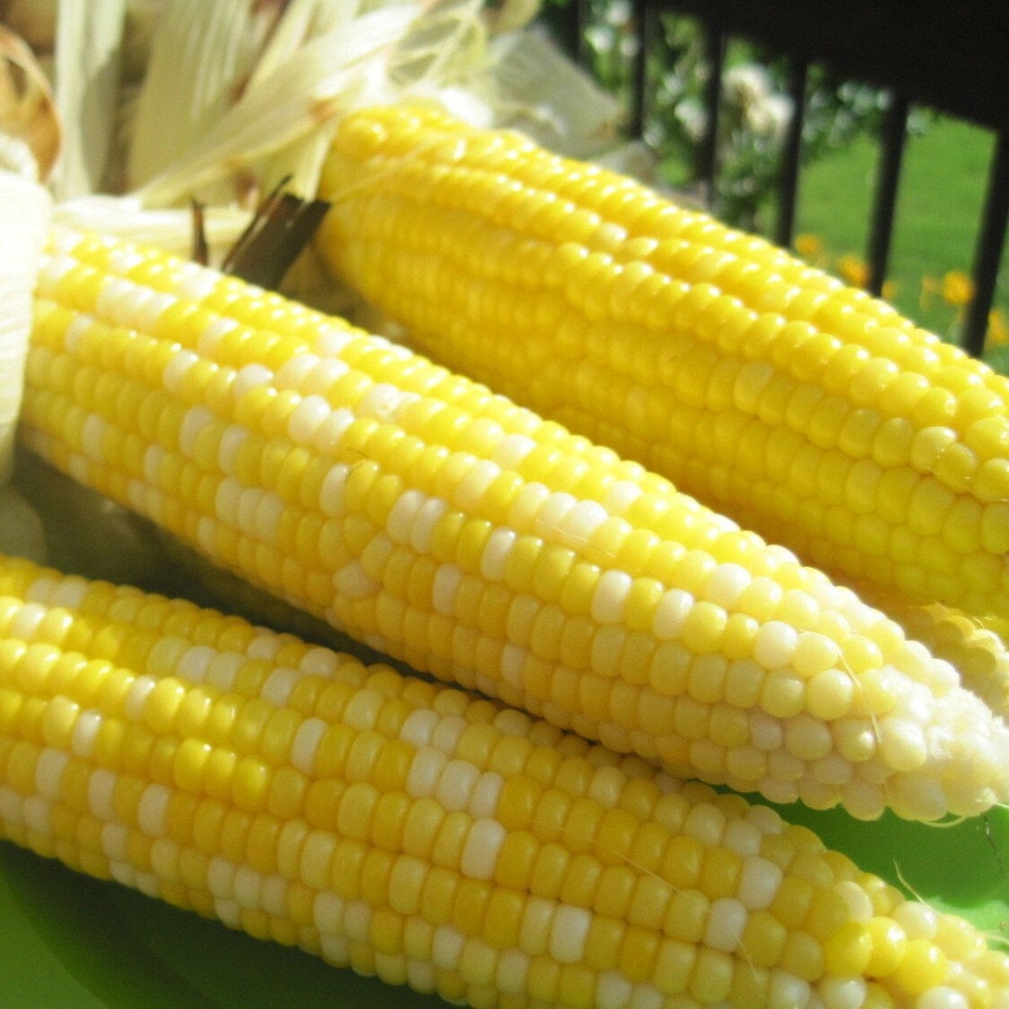 SWEET CORN BICOLOR F1 15+ Seeds vegetable garden SPRING SUMMER ...
