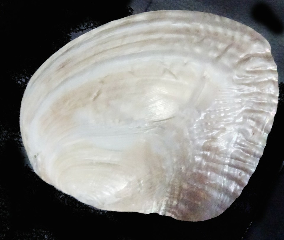 Mother of Pearl Sea Shell 17 CM RAINBOW Abalone | eBay